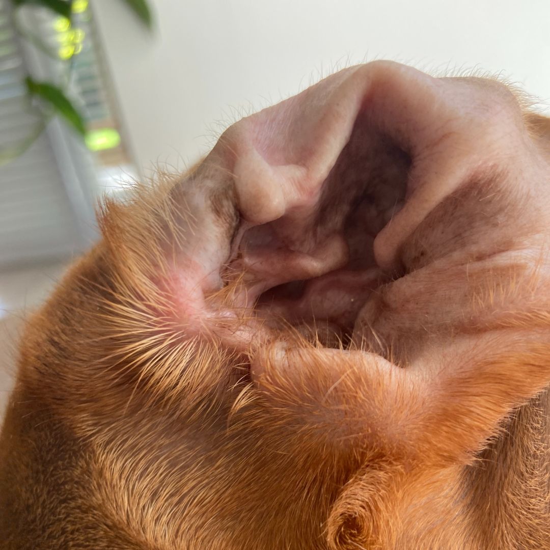 Soppinfeksjon i hud og ører - Nala Health