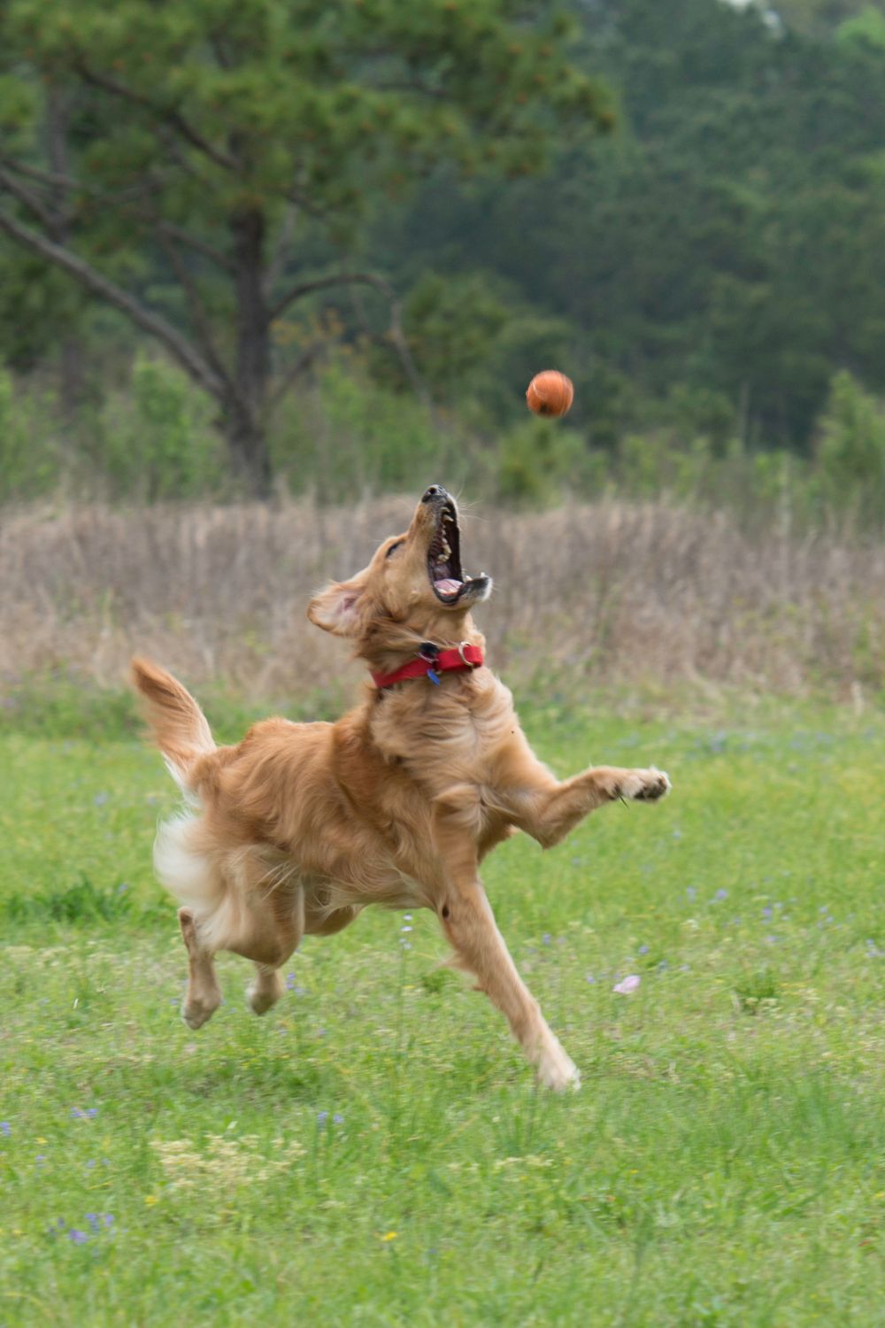 Kognitiv helse, trening og adferd - Nala Health