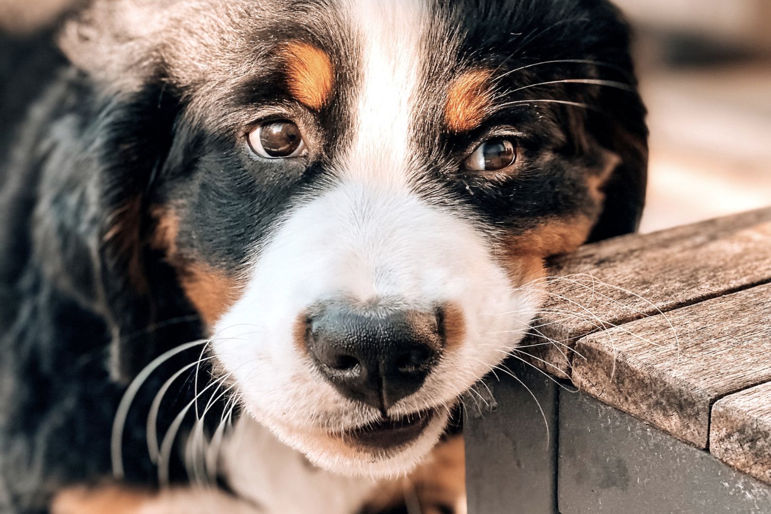 Tannfelling og biting hos valper - Nala Health