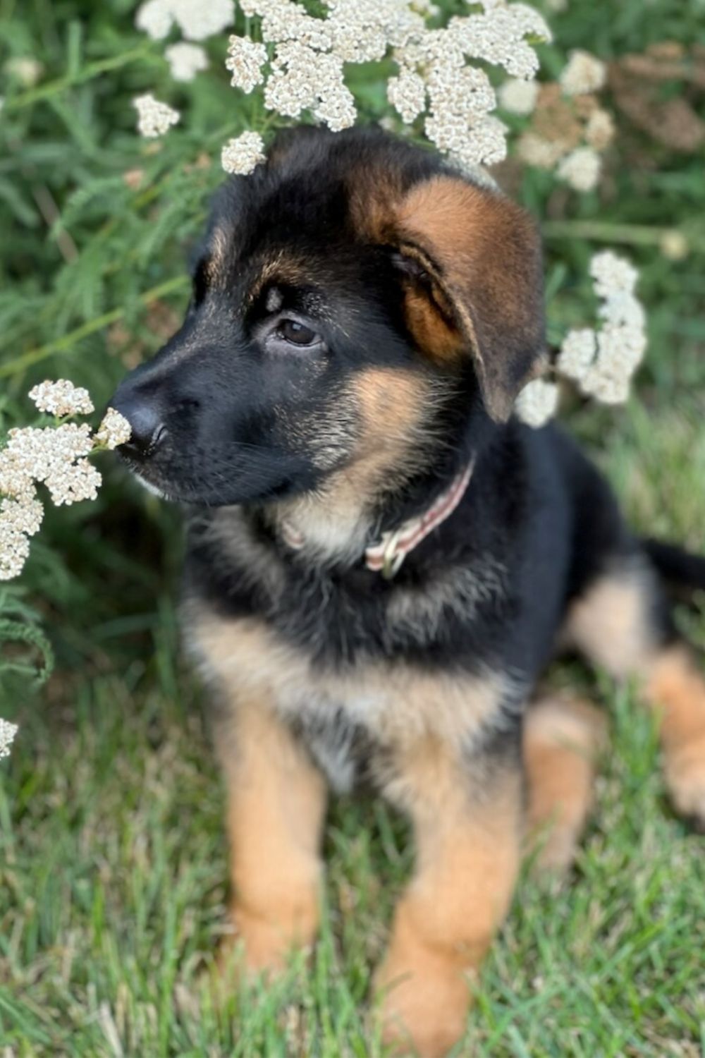 Puppy Rash Treatment: Causes, Home Remedies & Prevention