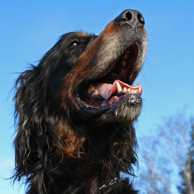 Adult Medium to Large Breed - Nala Health