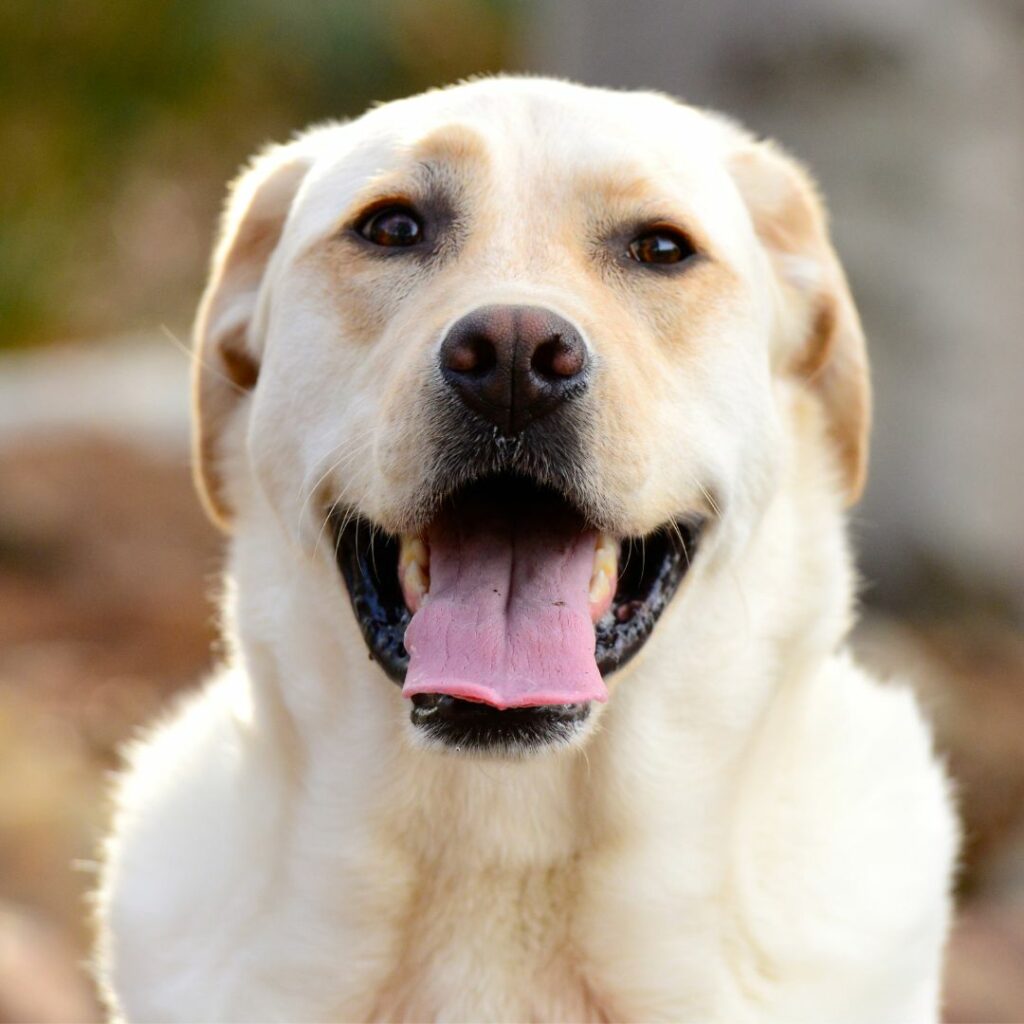 Senior and LITE All Breed - Nala Health