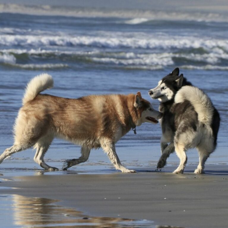 Adult Medium to Large Breed - Nala Health