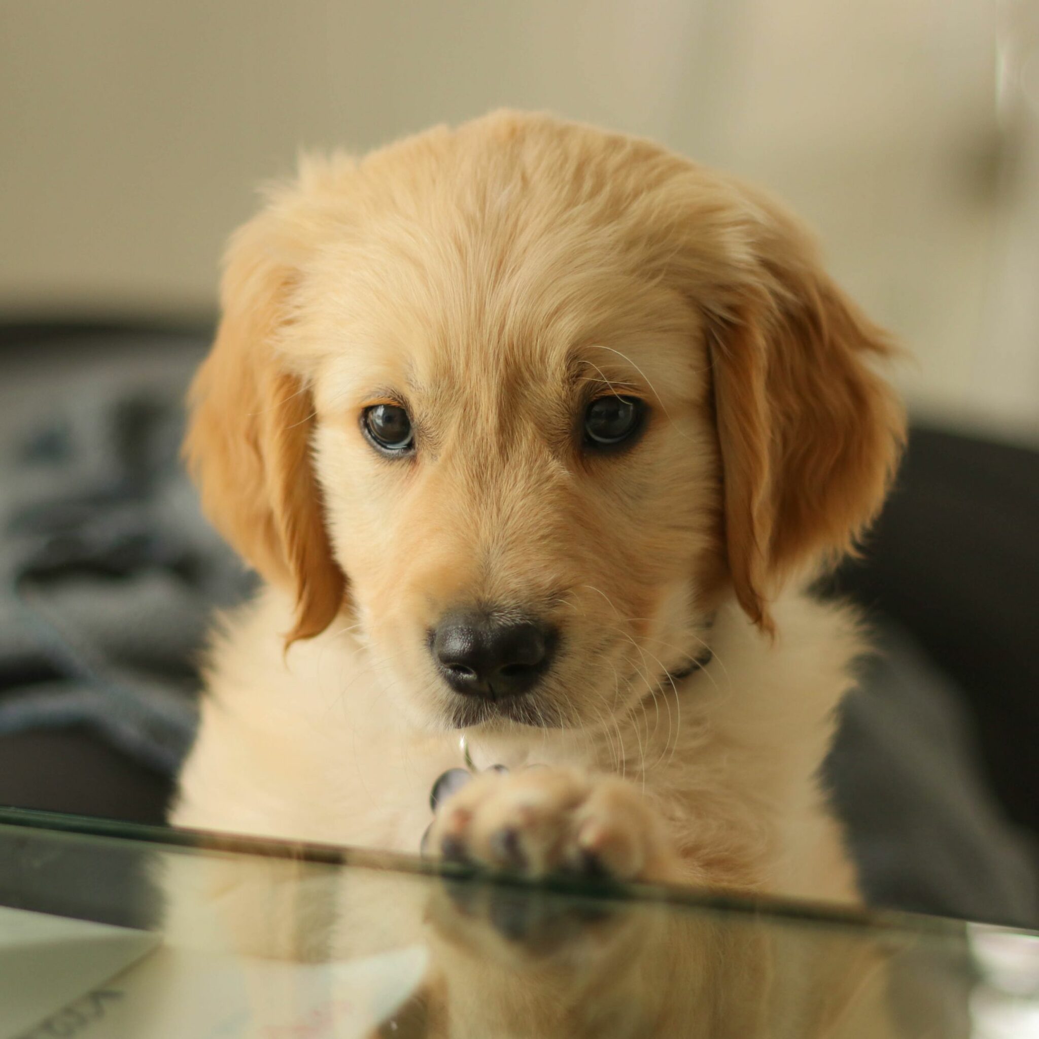 Puppy All Breed - Nala Health