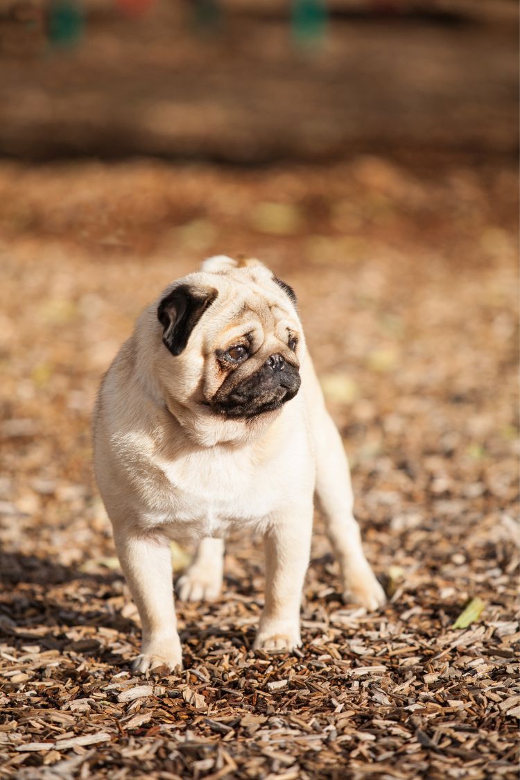 Digestive Issues and Gut Health in Dogs - Nala Health