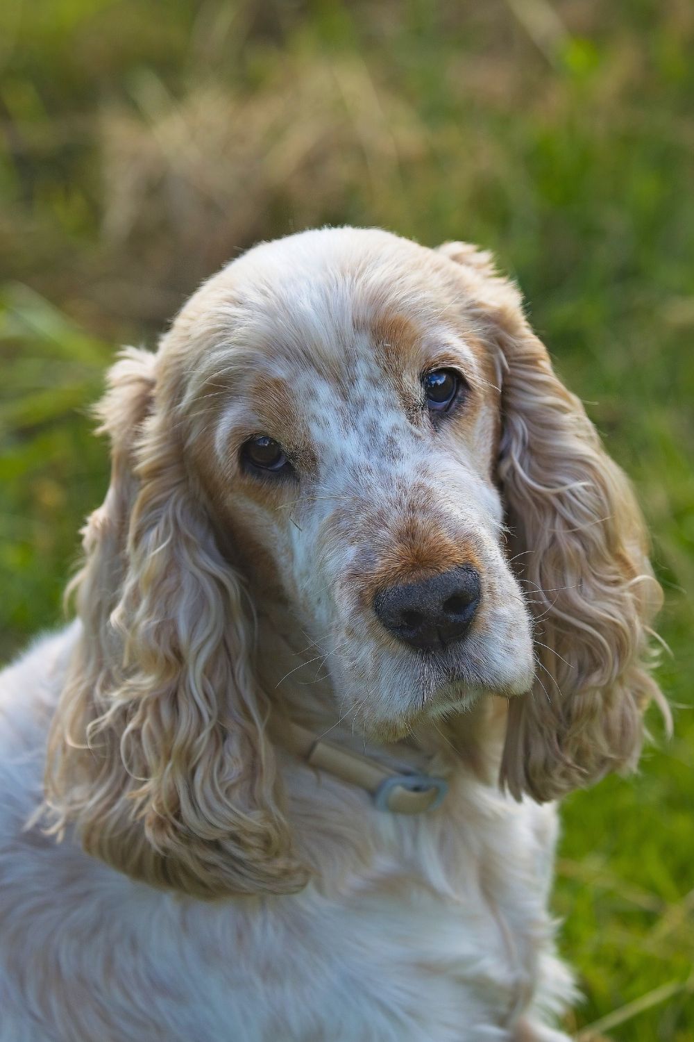 Digestive Issues and Gut Health in Dogs - Nala Health