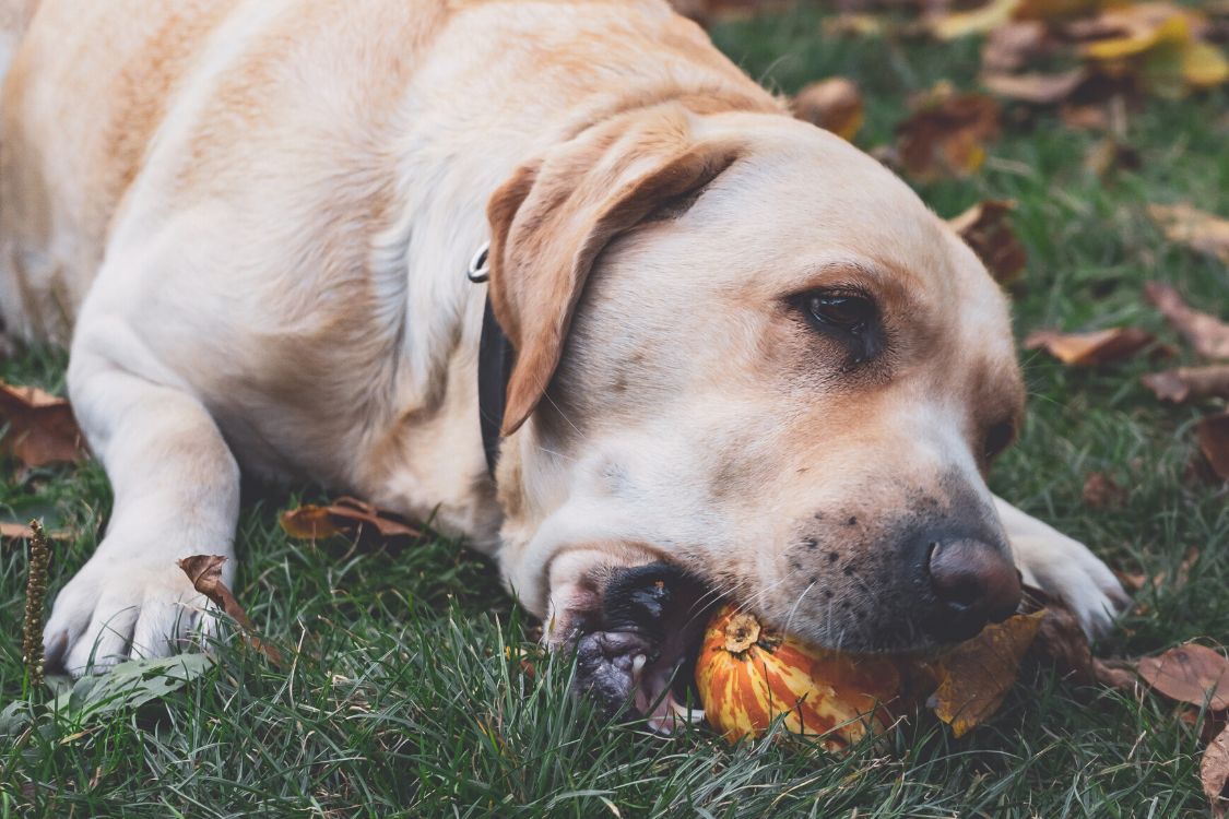 What is the best dog food? - Nala Health