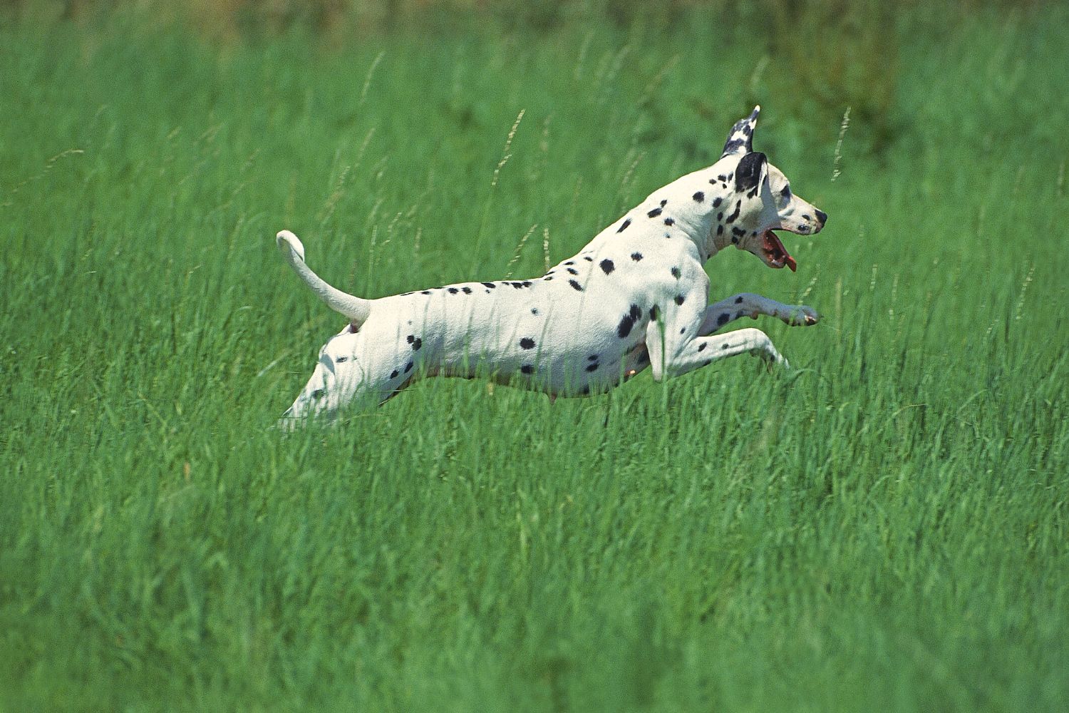 Allergic cross-reactivity - Nala Health