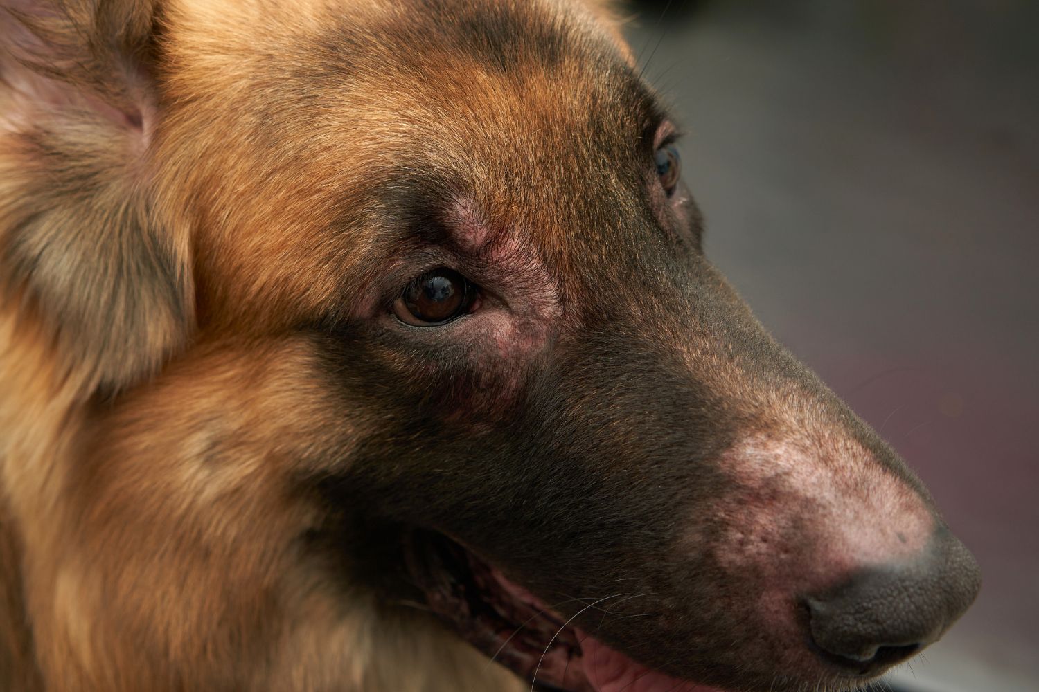 Puppy Rash Treatment: Causes, Home Remedies & Prevention