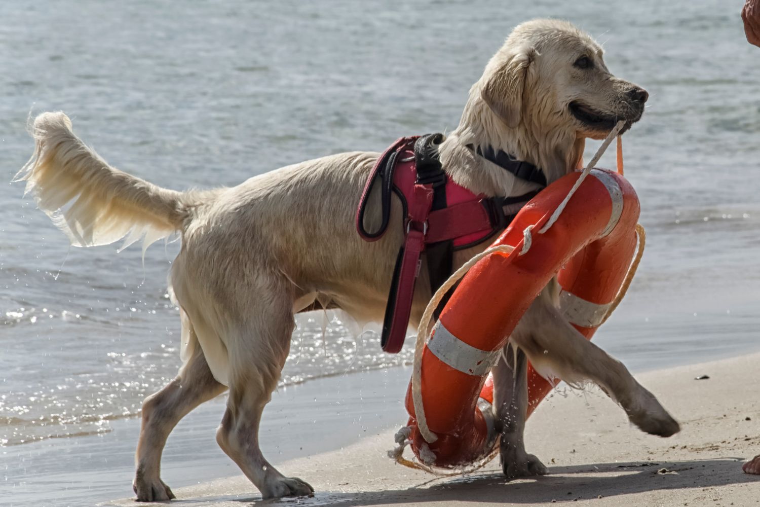 How mental health impacts your dog's behaviour - Nala Health