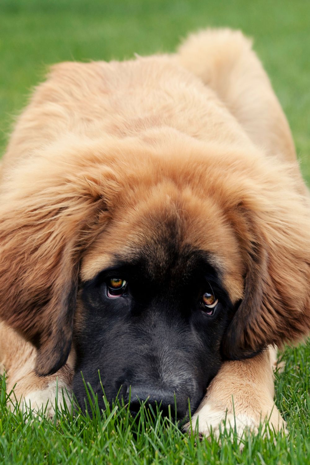 How to relieve constipation in dogs - Nala Health