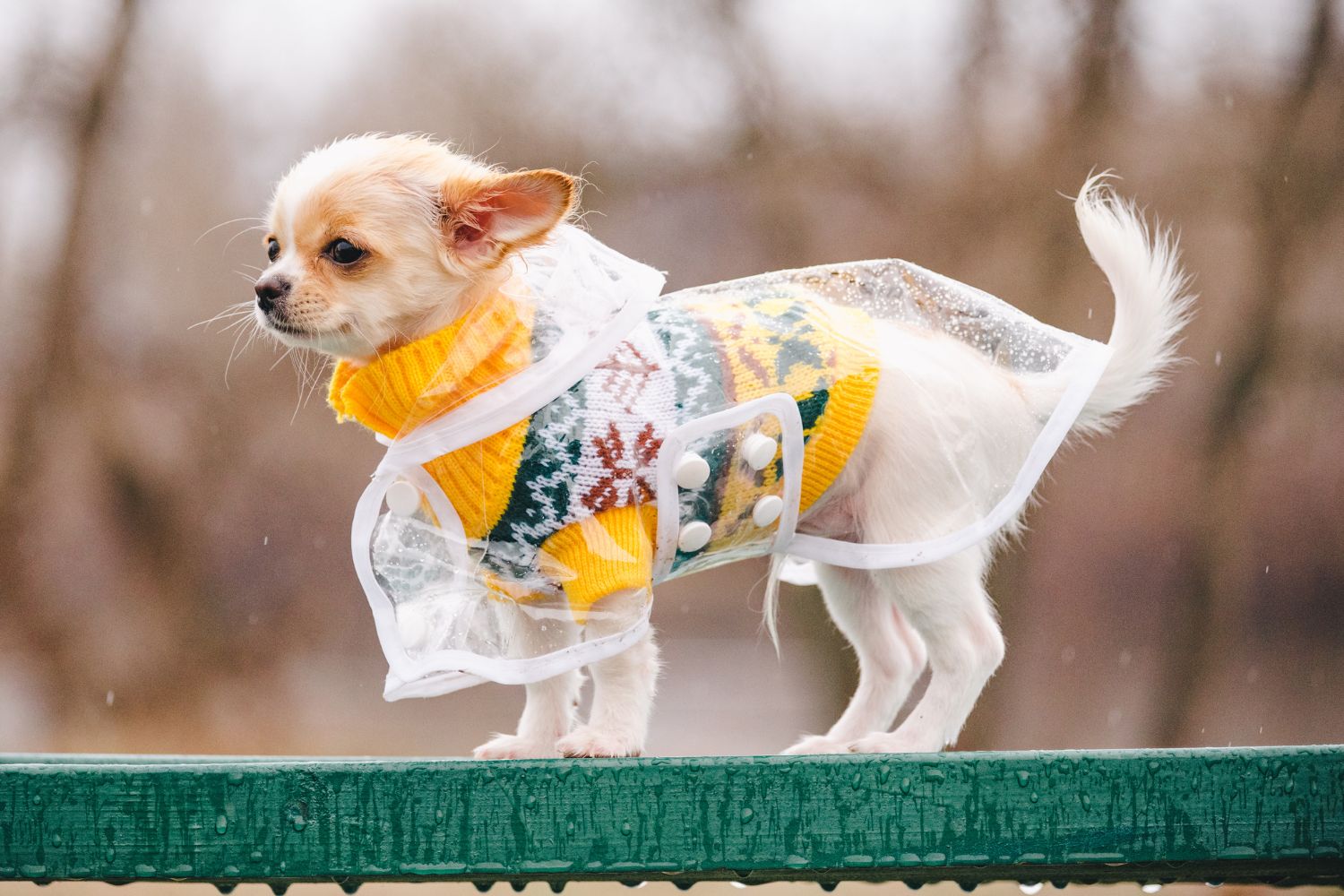 How cold impacts dogs - Nala Health