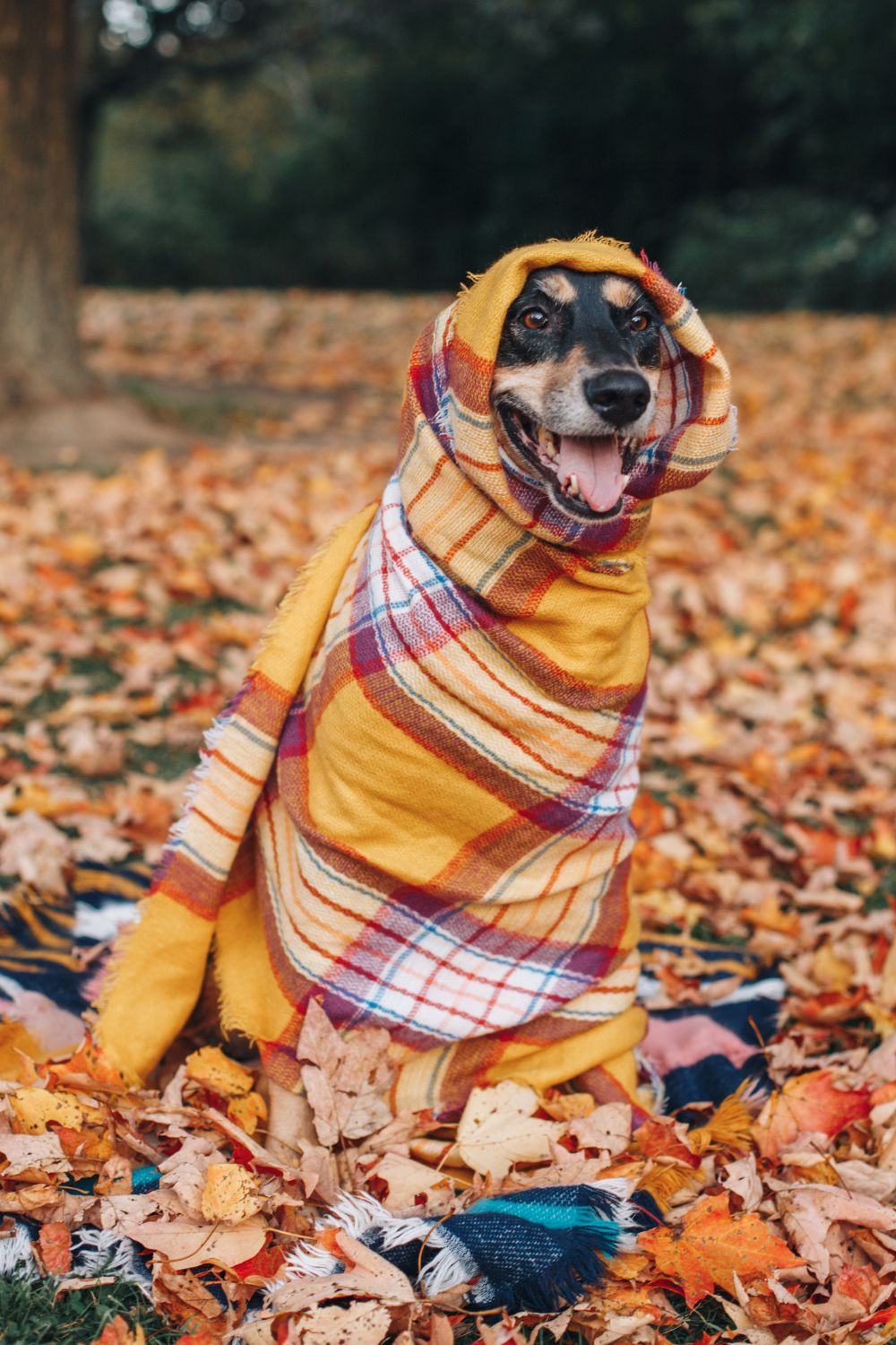 How cold impacts dogs - Nala Health