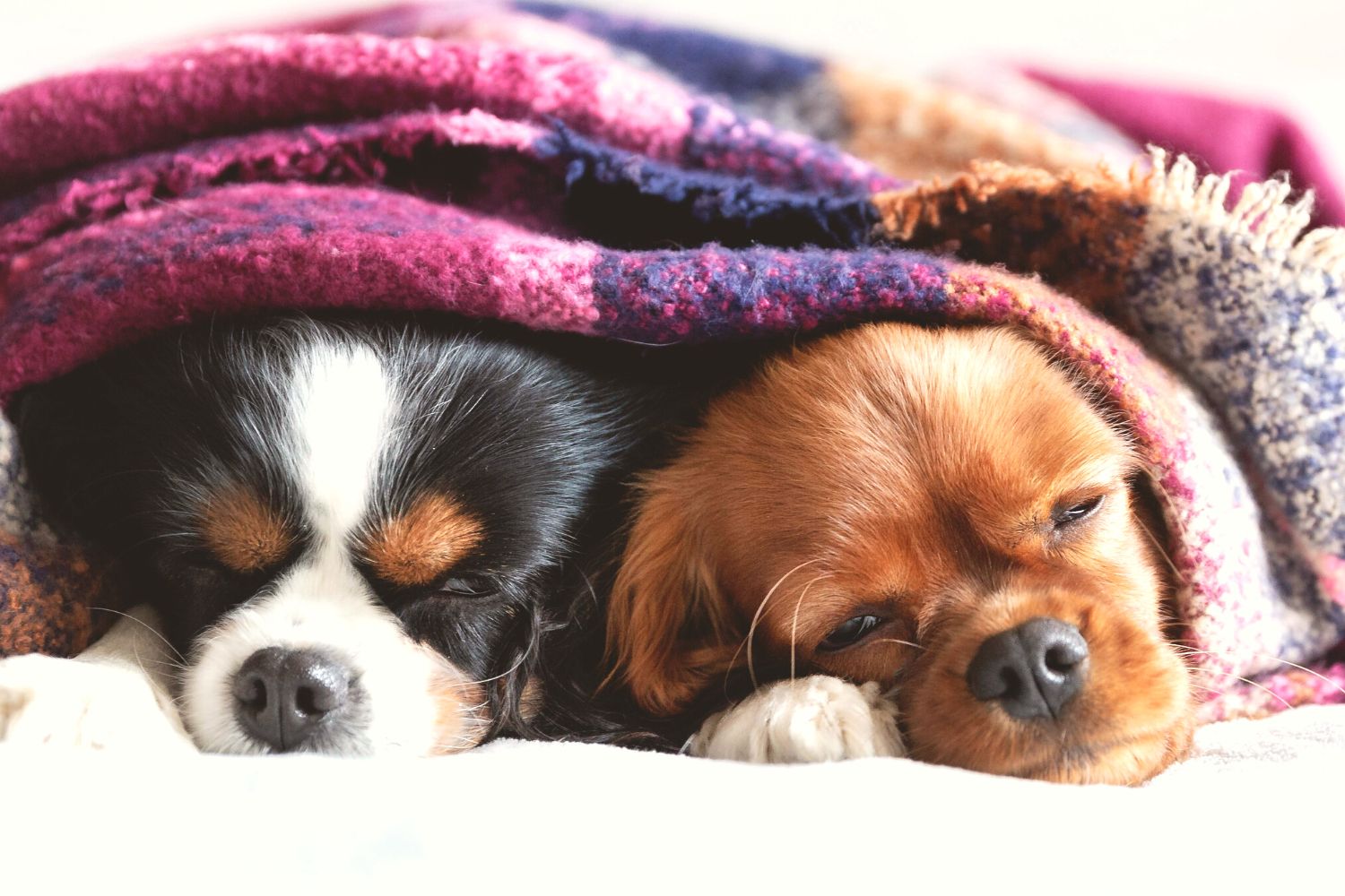How cold impacts dogs - Nala Health