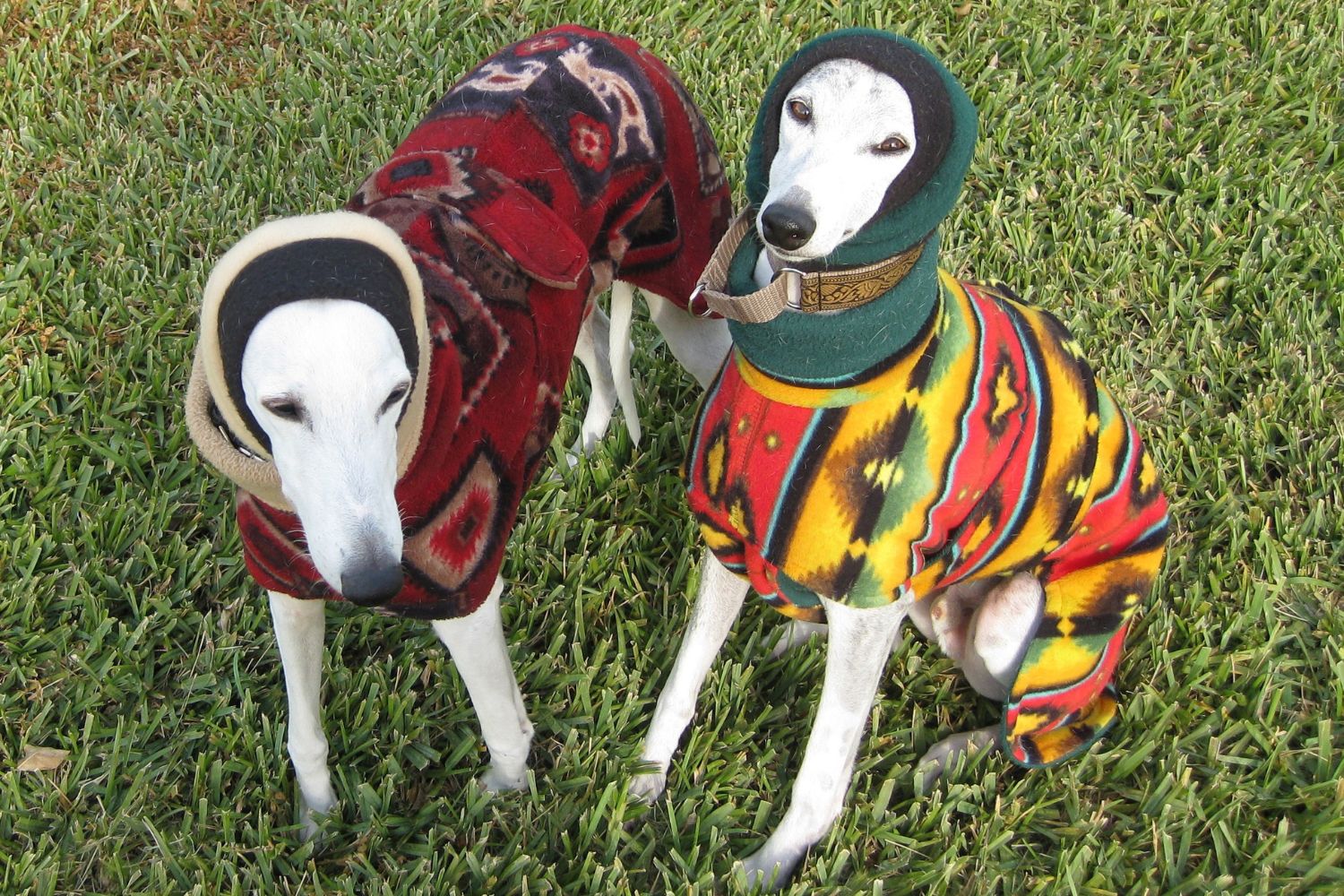 How cold impacts dogs - Nala Health