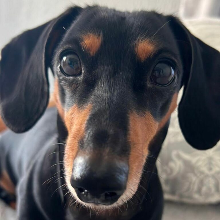 Adult Small Breed - Nala Health