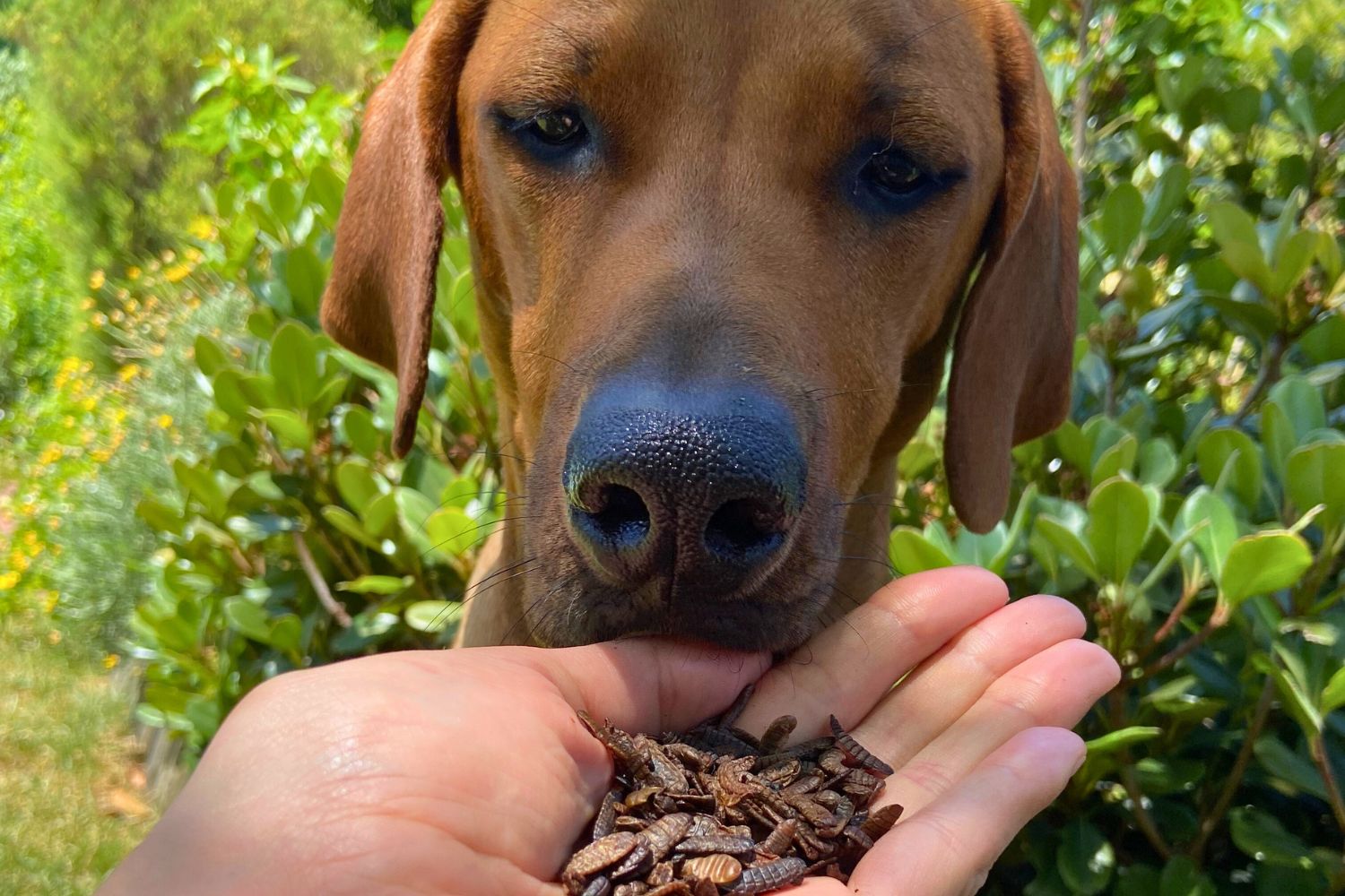 The Incredible Benefits of Black Soldier Fly Larvae Dog Food