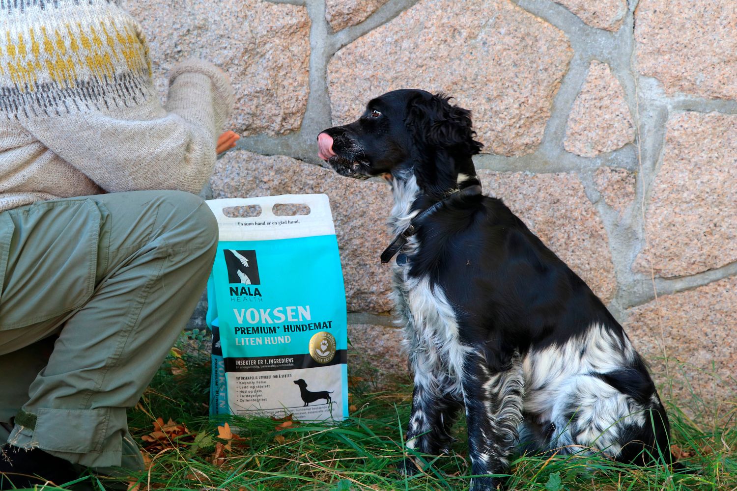 The Incredible Benefits of Black Soldier Fly Larvae Dog Food
