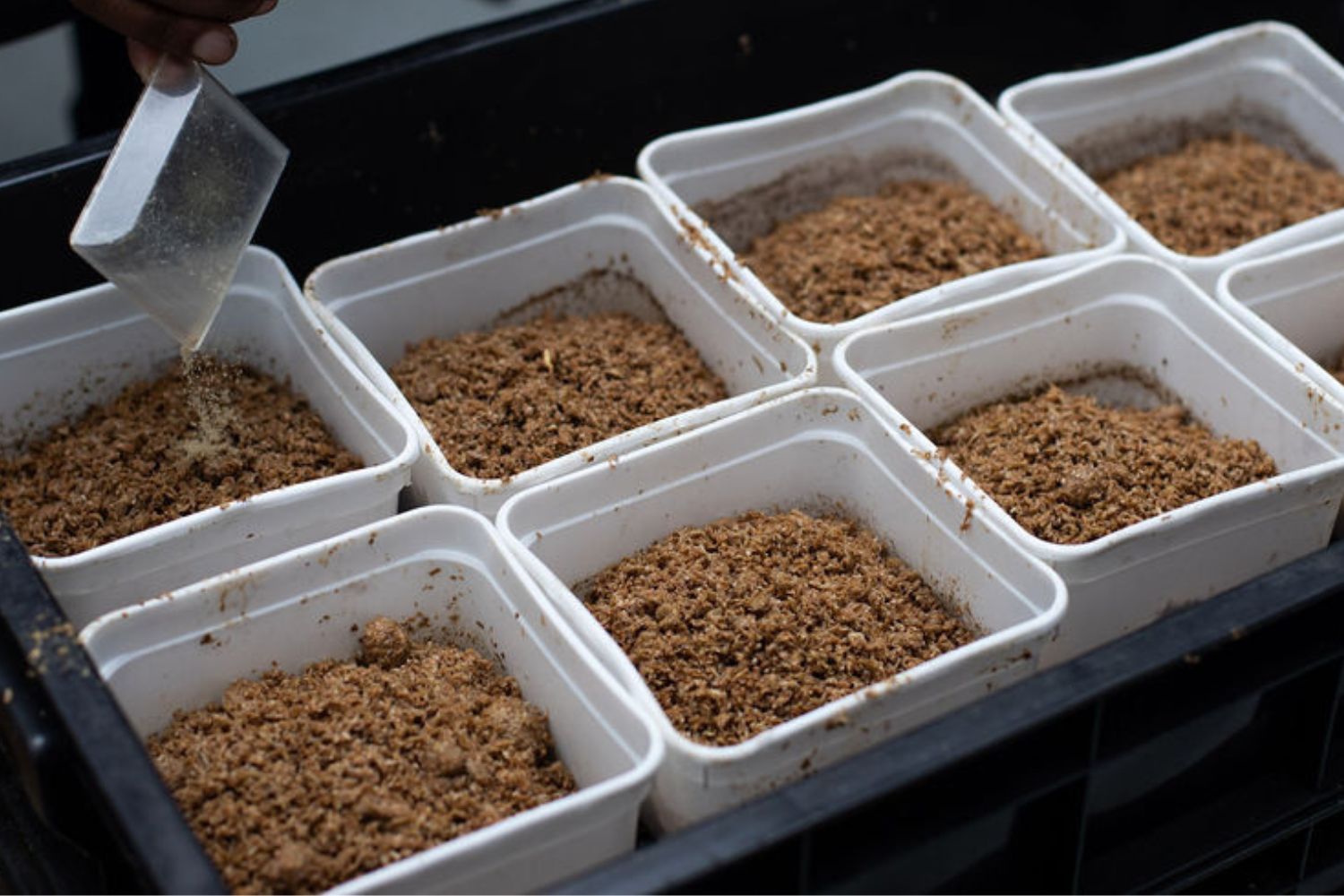 The Incredible Benefits of Black Soldier Fly Larvae Dog Food