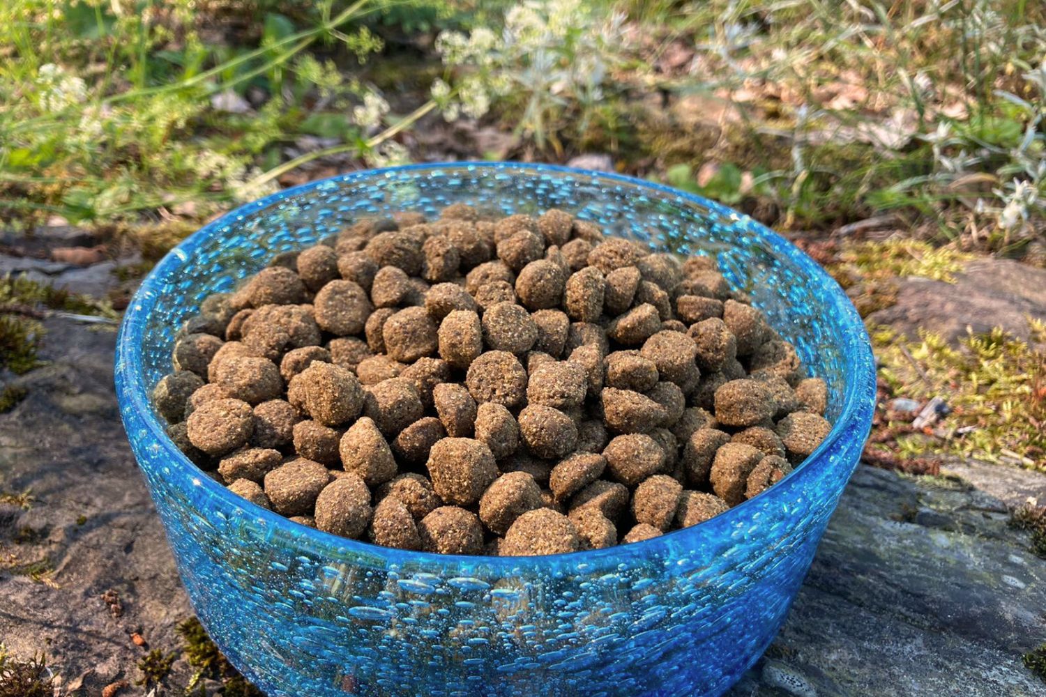 The Incredible Benefits of Black Soldier Fly Larvae Dog Food