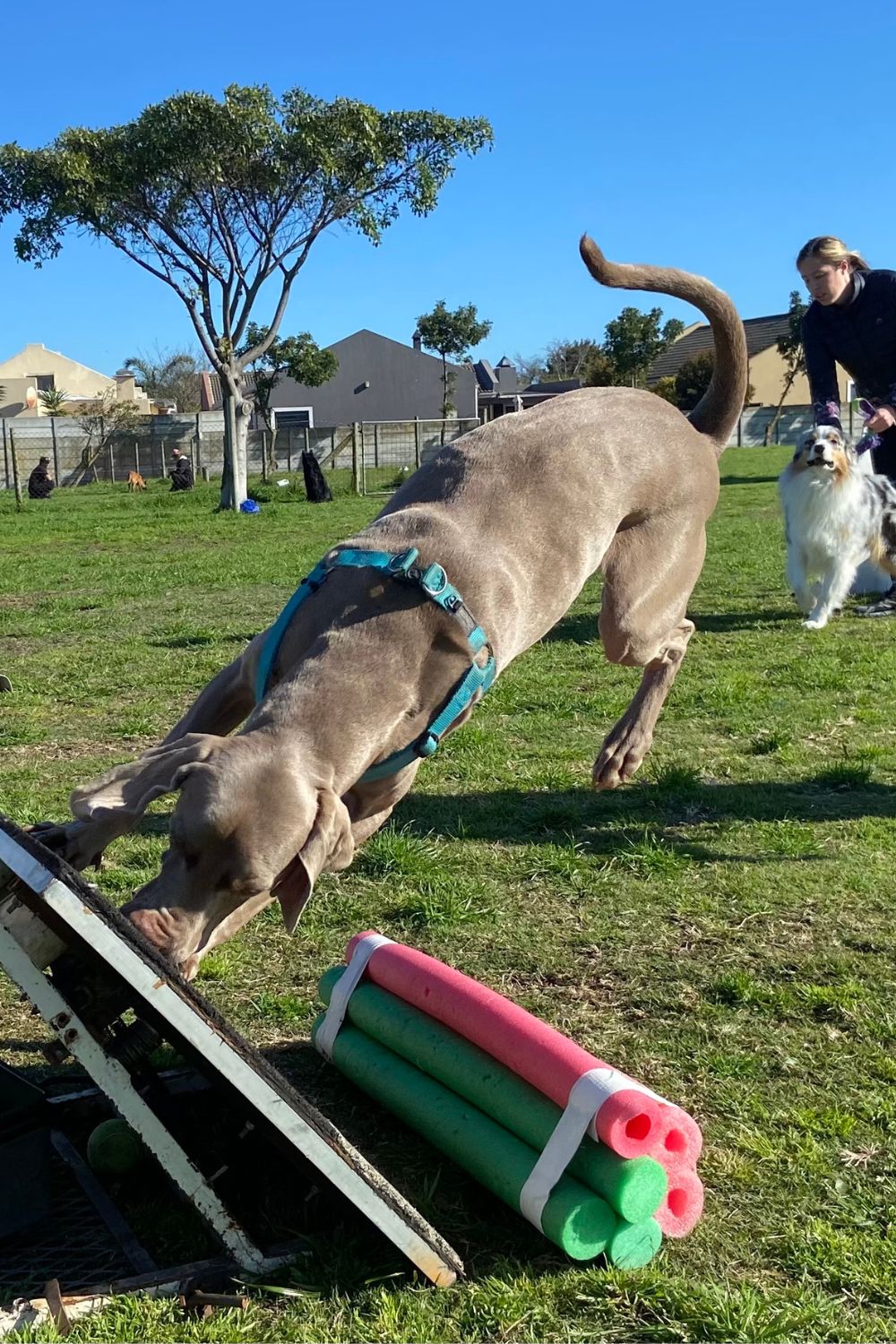 Nutrition for sporting and working dogs - Nala Health